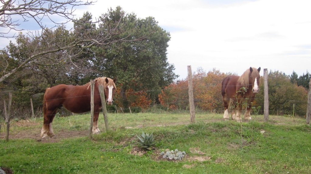 Euskal Herriko Mendiko Zaldia: URRITZA ETA GORRI