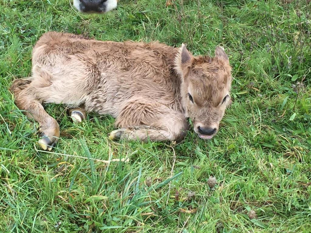 EL CUADERNO DE SILVESTRE: LA VACA MACHORRA. UN MANJAR DE REYES.