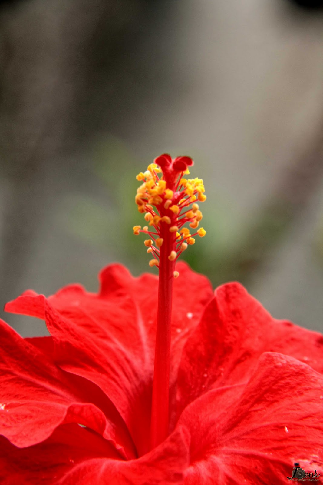 Joenk Photo Stock: Bunga Kembang Sepatu " Pucuk Rejuna"