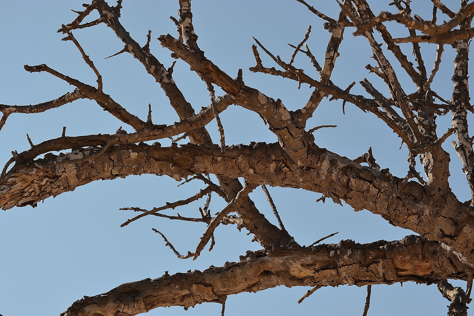 Captura de Momentos: ARBOLES SECOS