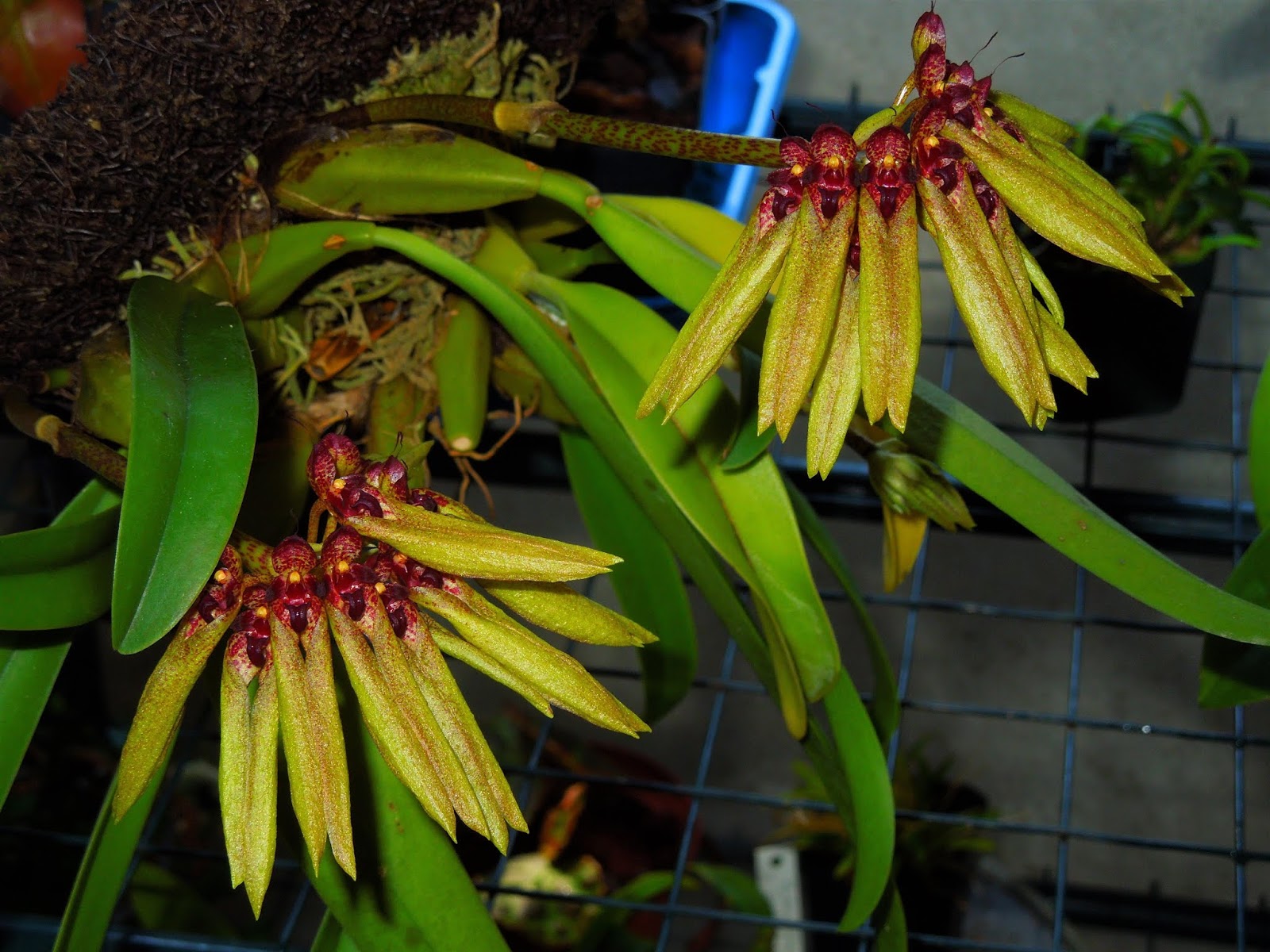 Bulbophyllum picturatum care and culture | Travaldo's blog