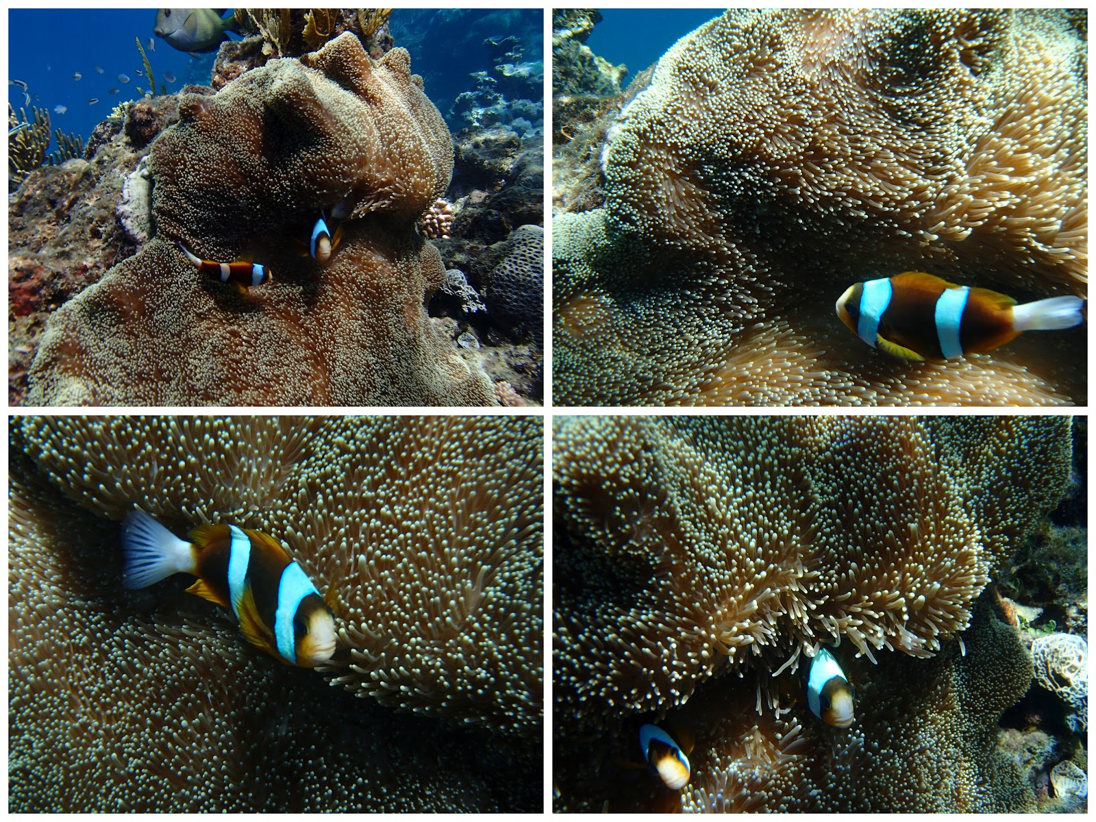 The Inescapable Us:: Cairns & the Great Barrier Reef