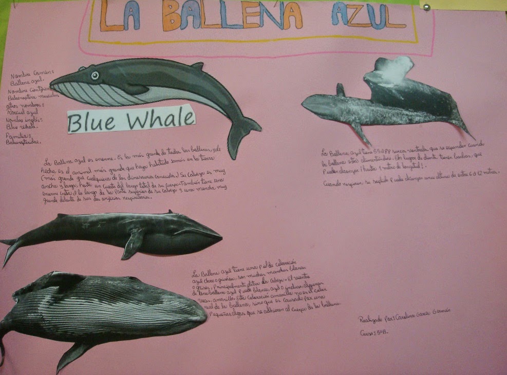 UN MUNDO POR DESCUBRIR P5 2014/15: Investigamos plantas y animales