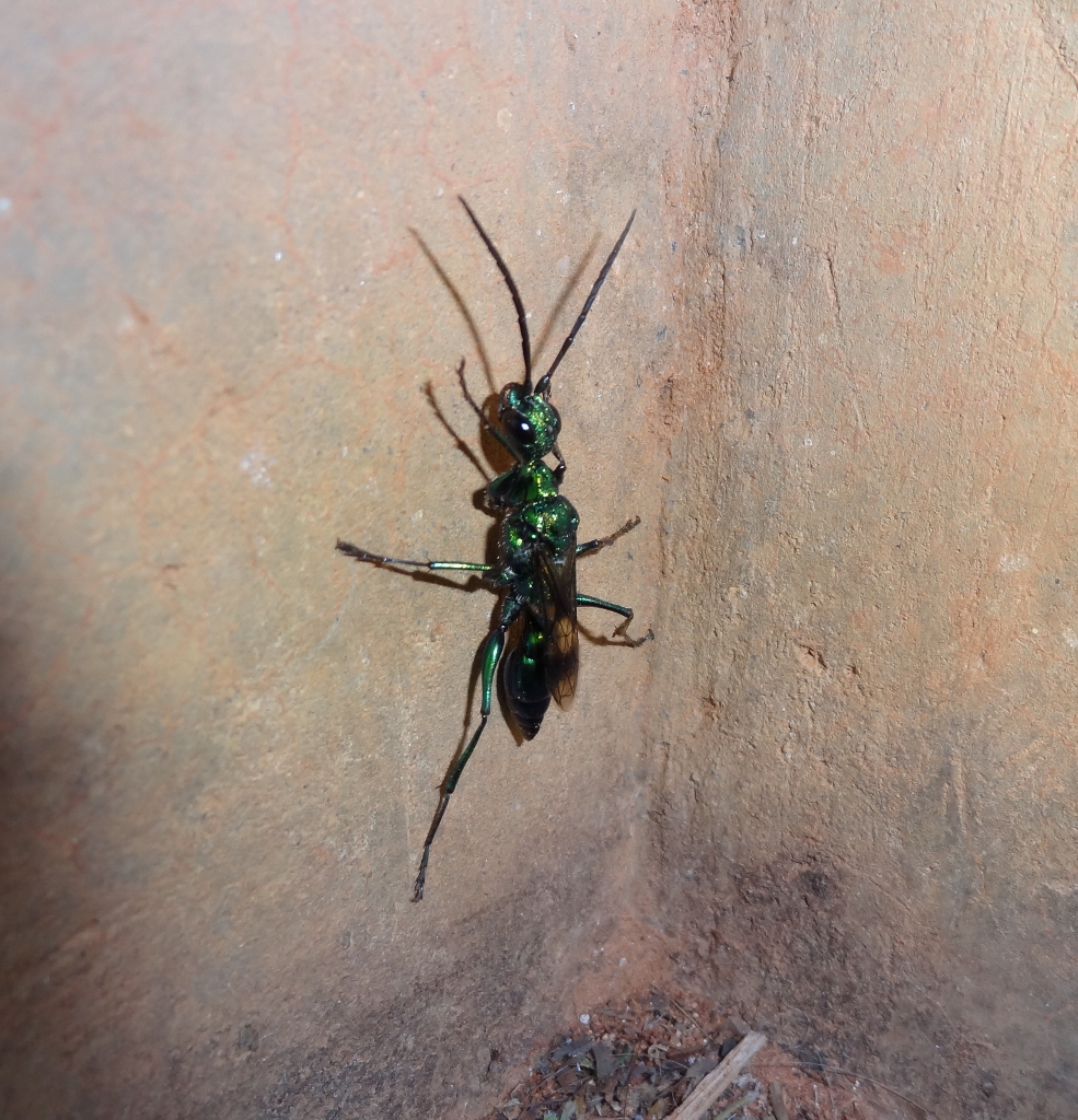 The Gerth Family: the wide world of Tanzanian BUGS