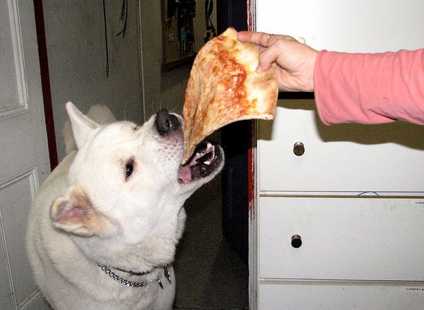 Great Pictures: Dogs Eating Pizza