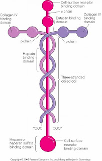 Check This Out: Laminin