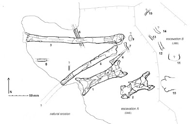 Sciency Thoughts: A new species of Azhdarchid Pterosaur from the Late ...