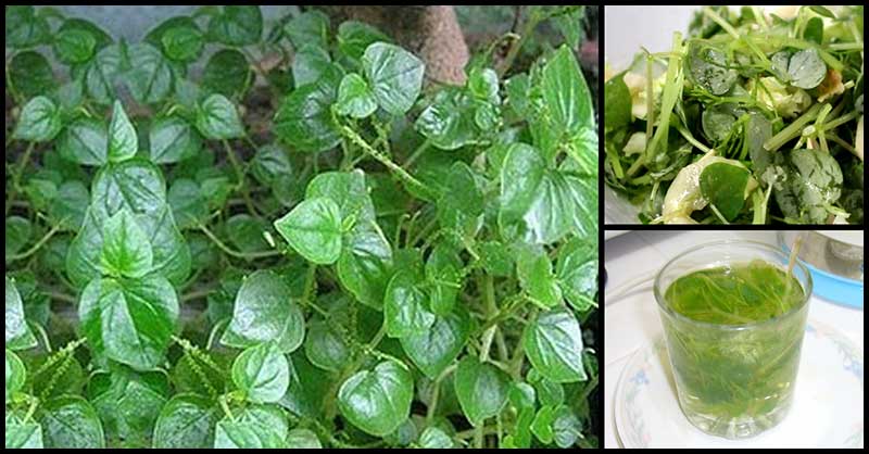 Pansit-pansitan: A DOH Approved Medicinal Plant | Dr Farrah MD