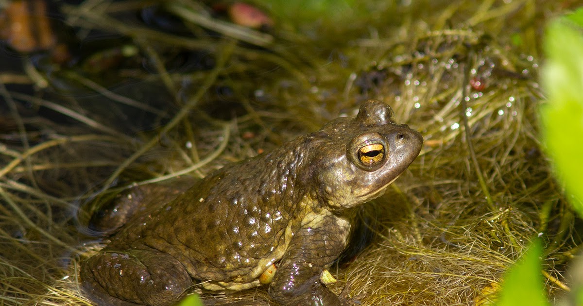 Weedon's World of Nature: First garden Toad of the year!
