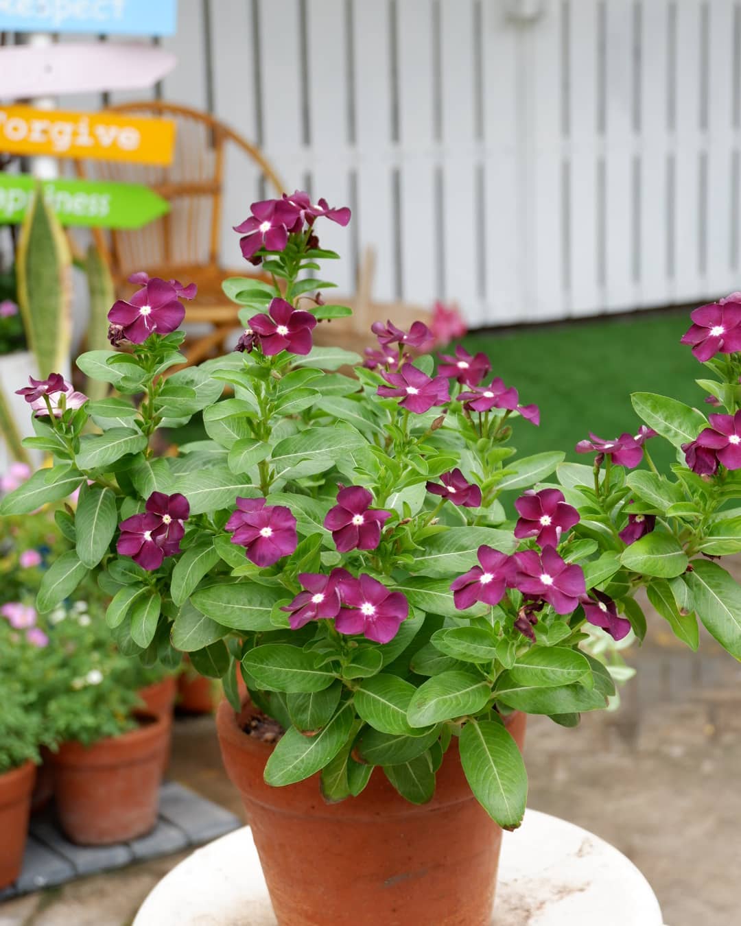 Keindahan Bunga tapak dara aka bunga vinca yang eksotis - Dessy's Garden