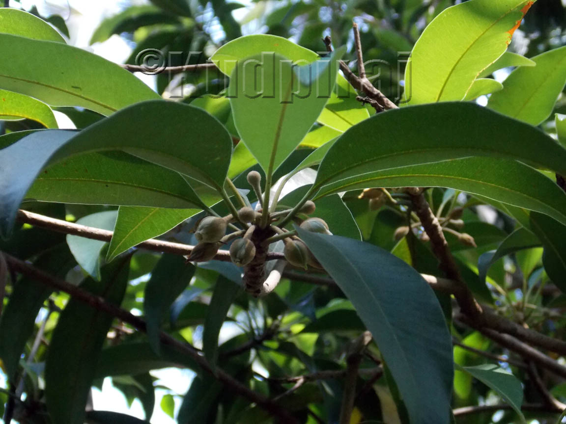 Kudpiraj's Garam Tawa: Seasonal Fruits from Private Lands