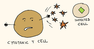 Practical Science, Simple Translations (PSST): Meet Your Immune System