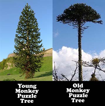 Miskatonic Debating Club & Literary Society: The Monkey Tree Puzzle ...