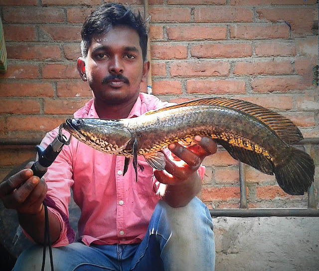 Varal Fish From Thrissur