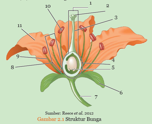 Perkembangbiakan Generatif pada Tumbuhan Berbiji Tertutup (Angiospermae ...