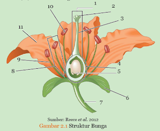 Perkembangbiakan Generatif pada Tumbuhan Berbiji Tertutup (Angiospermae ...