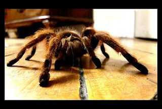 En frasco pequeño.: La migala. Juan José Arreola.