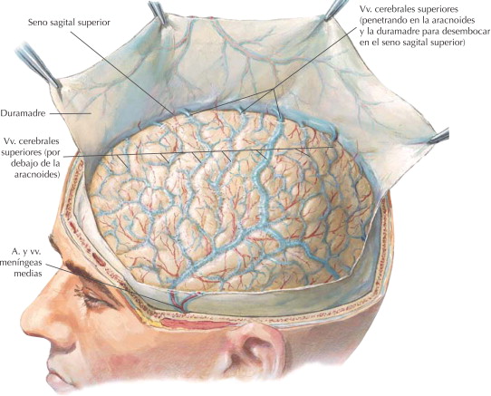 Netter Blog: Sistema nervioso: meninges