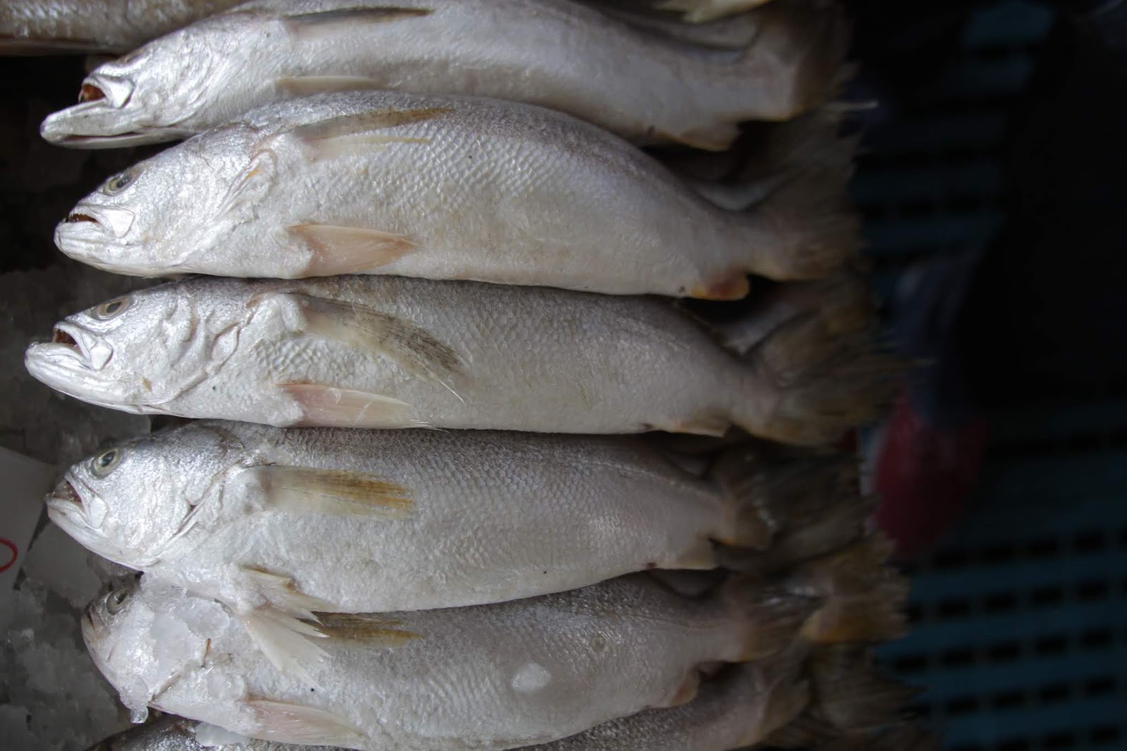 10 peixes sazonais excelentes para cozinhar 🐠