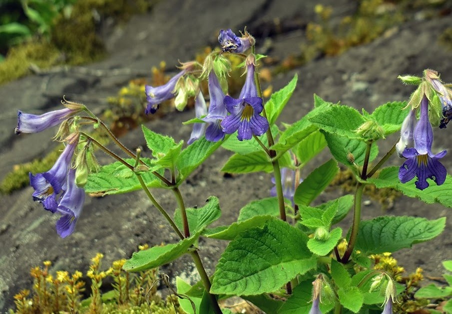 Species New to Science: [Botany • 2021] Henckelia connata (Gesneriaceae ...