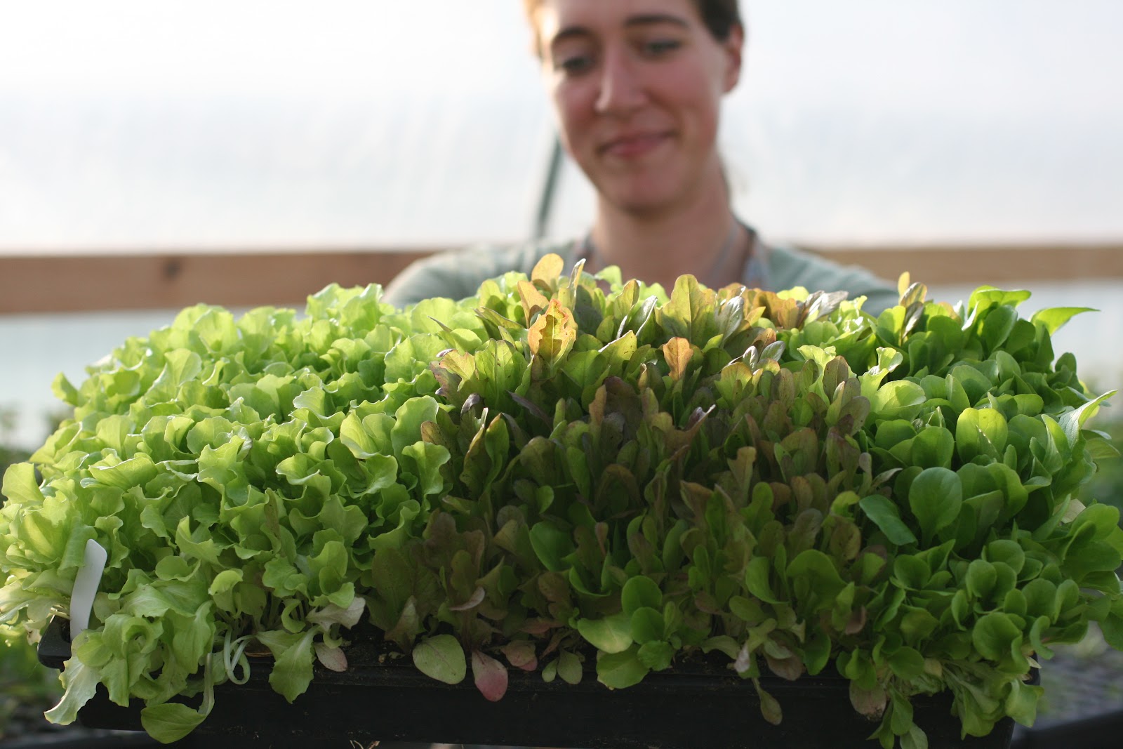 the pea patch - Floret Flowers