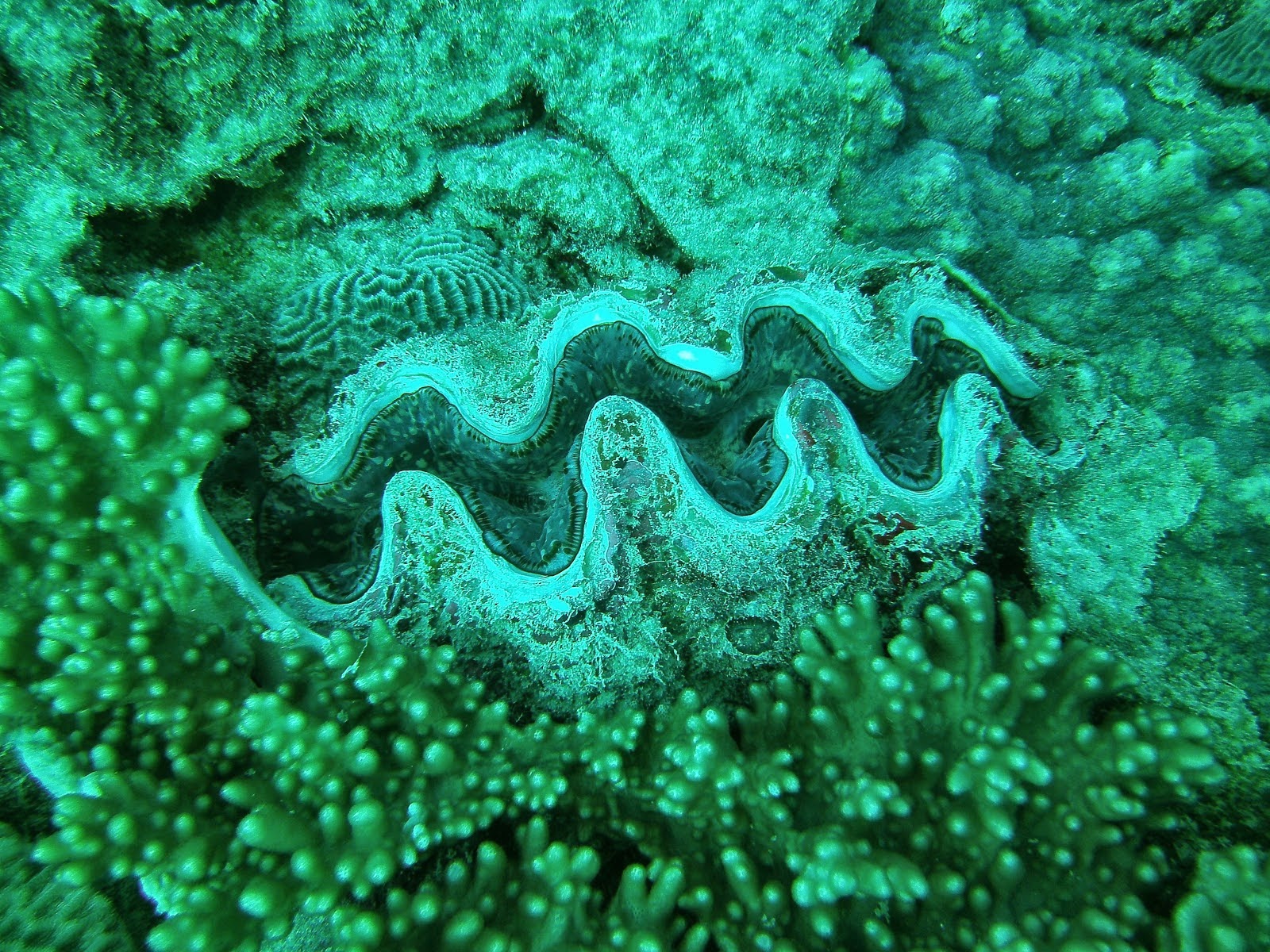 #1 Planet: Giant clams -- and restoration in the Philippines