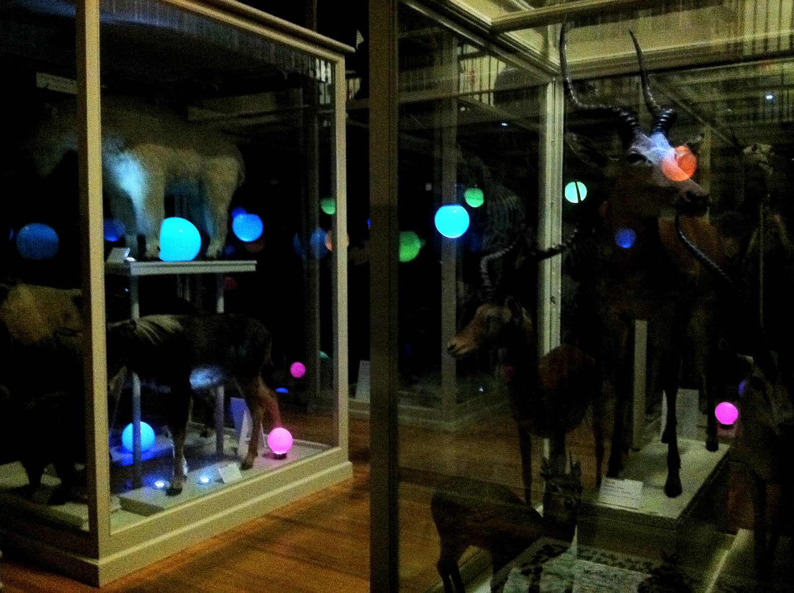 Ambient Architecture: Bizarre Animals @ the HMNH