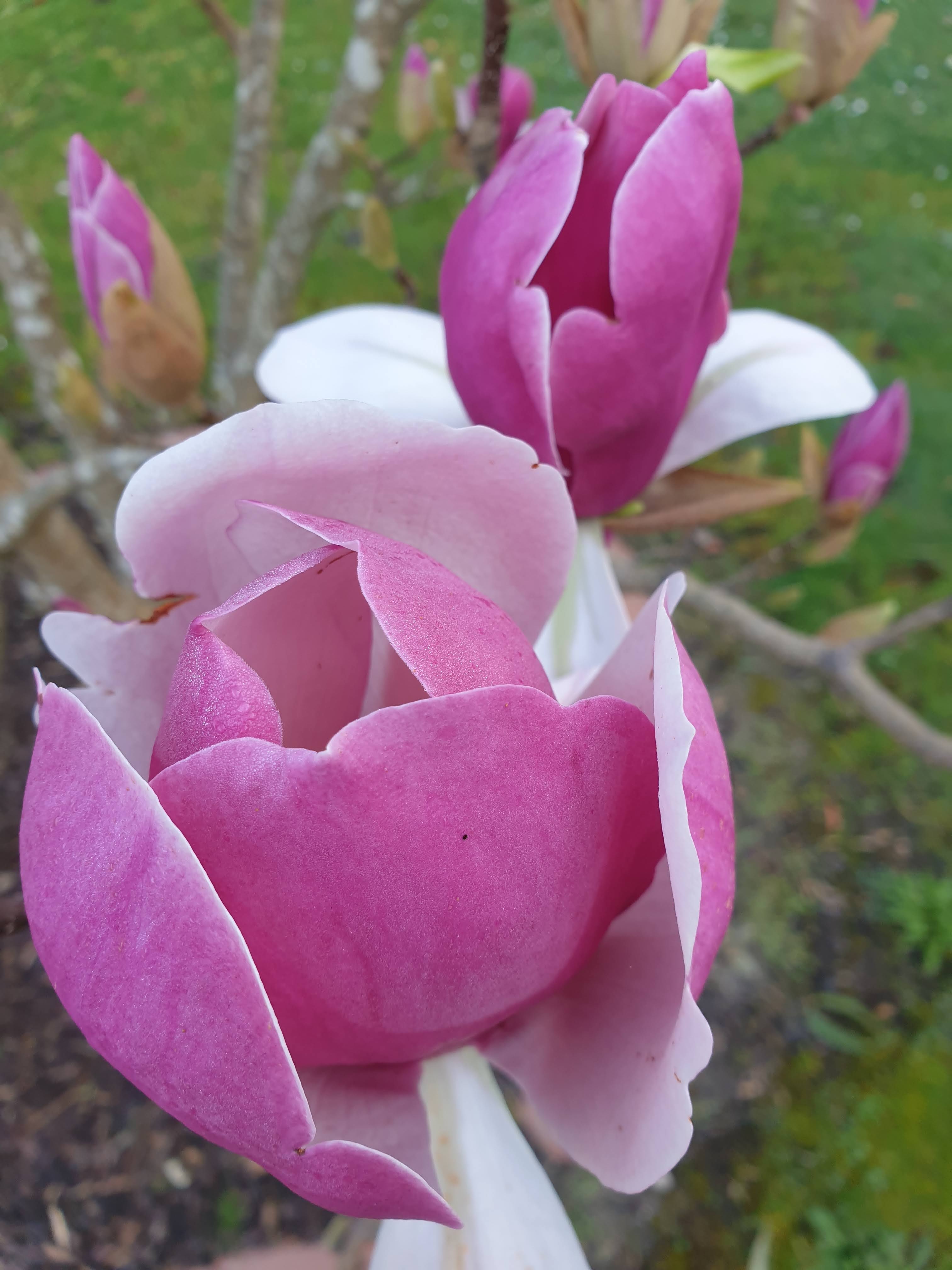 simplestitches-photolife: magnolia blooms