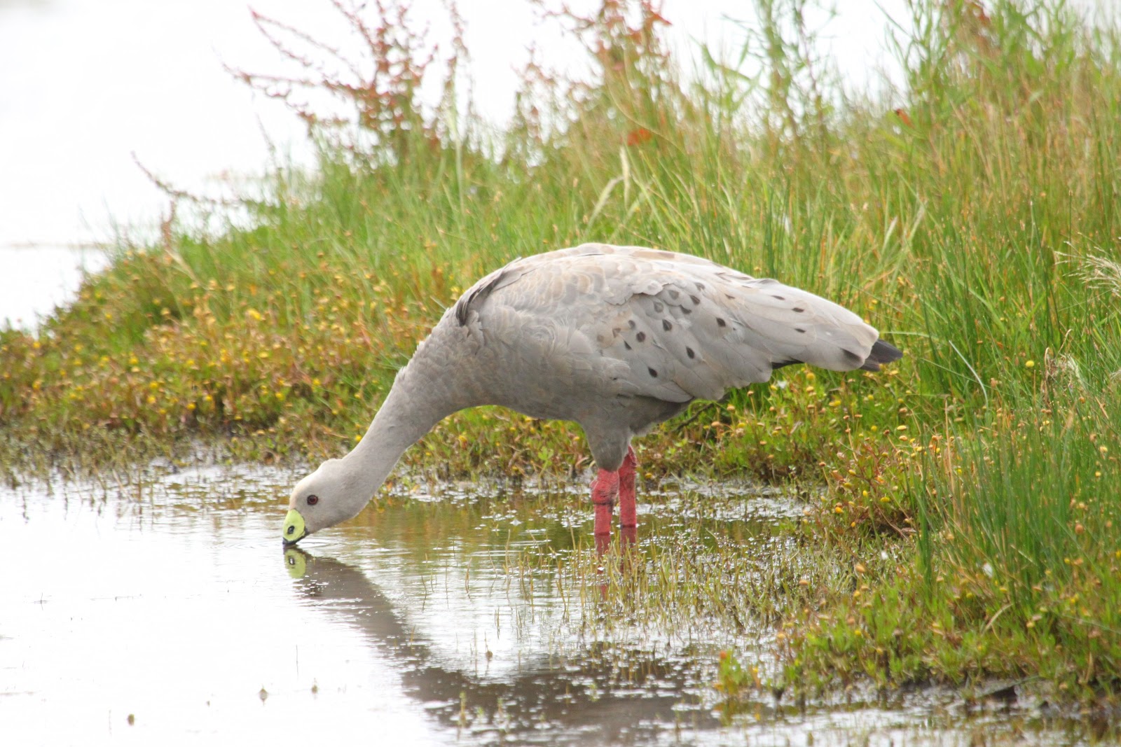 Richard Waring's Birds of Australia: Birding photos from Phillip Island
