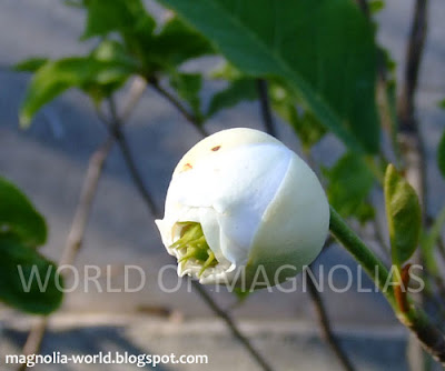 WORLD OF MAGNOLIAS: Magnolia "Colossus"