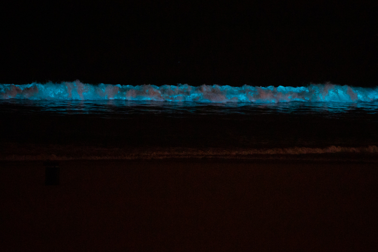 Tales of the Flowers: Bioluminescent Water in the South Bay right now