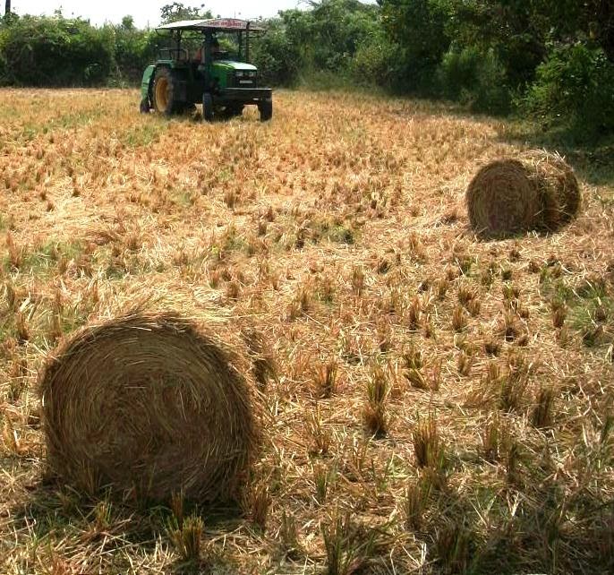 NGO News blog, NewsLine: Paddy straw bales enable the marginal farmers ...
