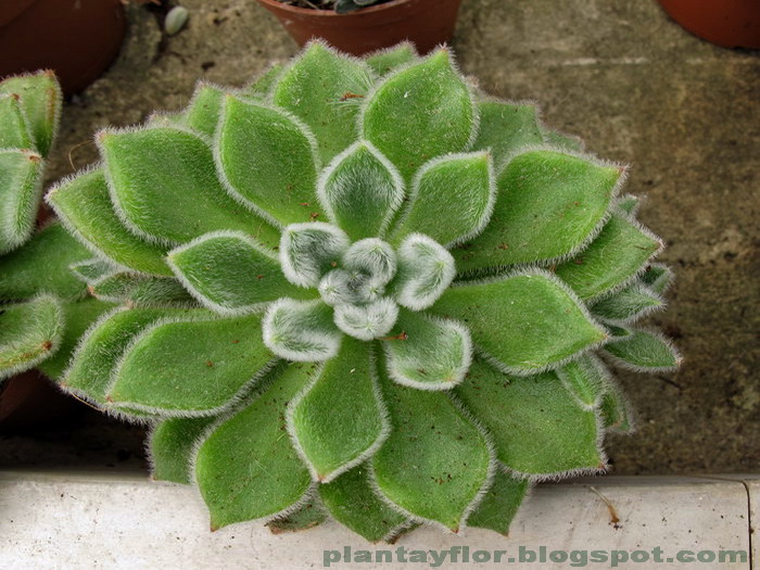 Plantas y flores: Echeverias