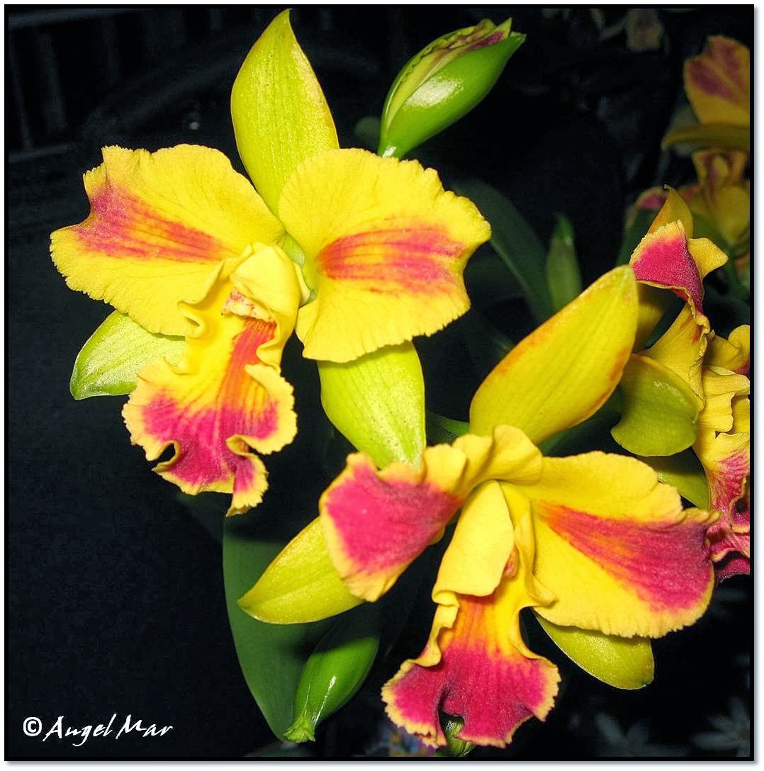 Orquídeas Blog de Angel Mar: Cattleyas (Cuidados básicos)