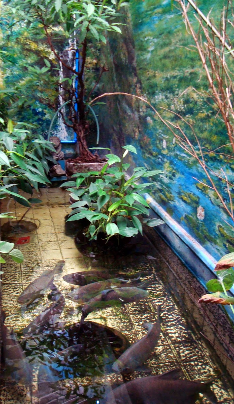 Living with Nature - School on Blog by Dr. Abercio V. Rotor: The ...