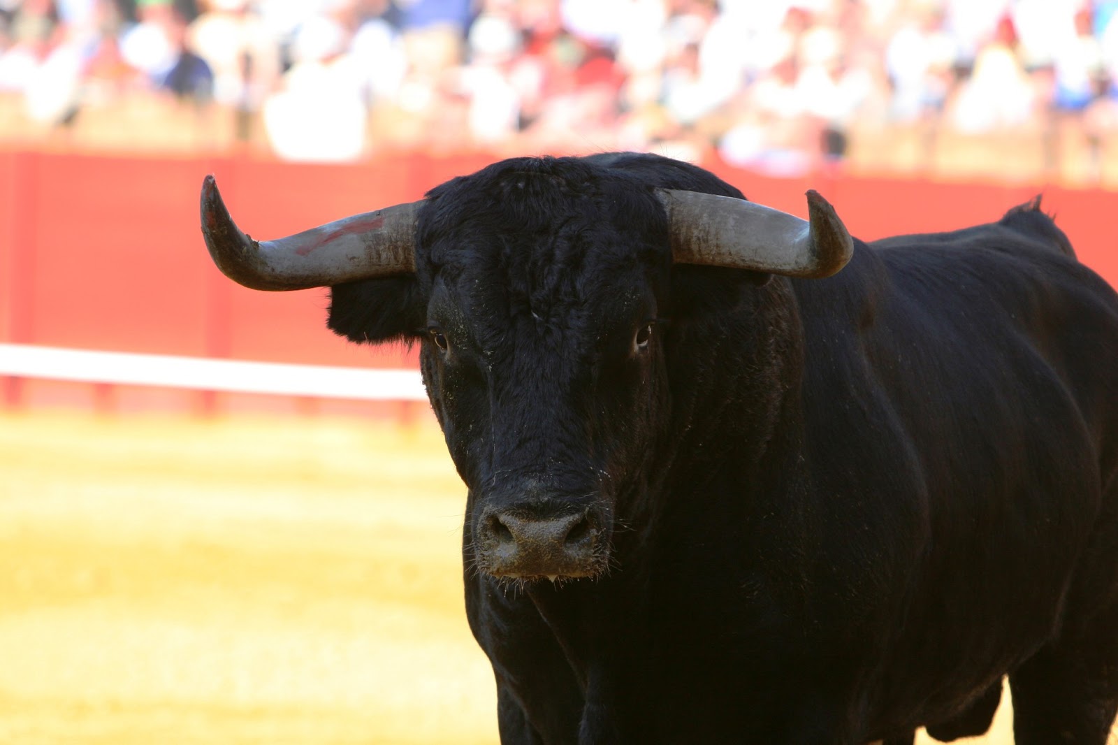 Del toro al infinito: MILAN: III "Ambrogino Toro" entregado a hermanos ...