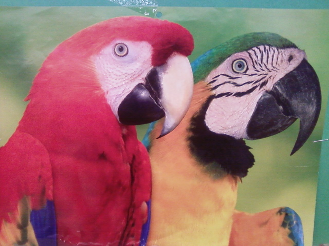 PPPS Elementary Art Rooms Colorful Paper Composition Parrots Kindergarten ppps-elementary-art-rooms-colorful-paper-composition-parrots-kindergarten