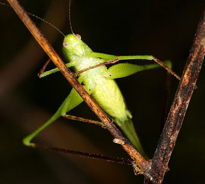 Ohio Birds and Biodiversity: Singing insects' swan song