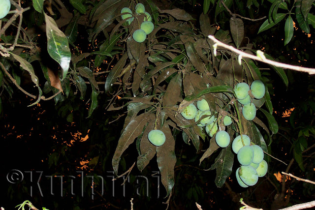 Kudpiraj's Garam Tawa: Seasonal Fruits from Private Lands