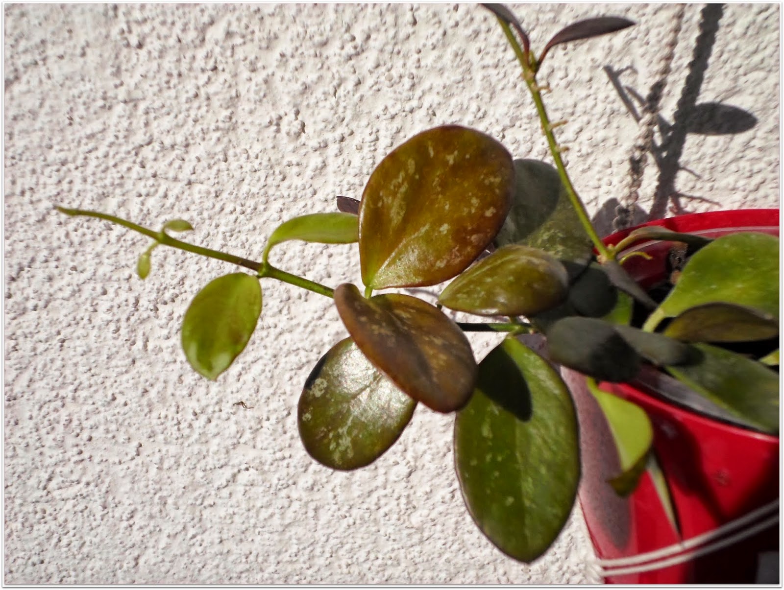 Moje hoye: Hoya biakensis