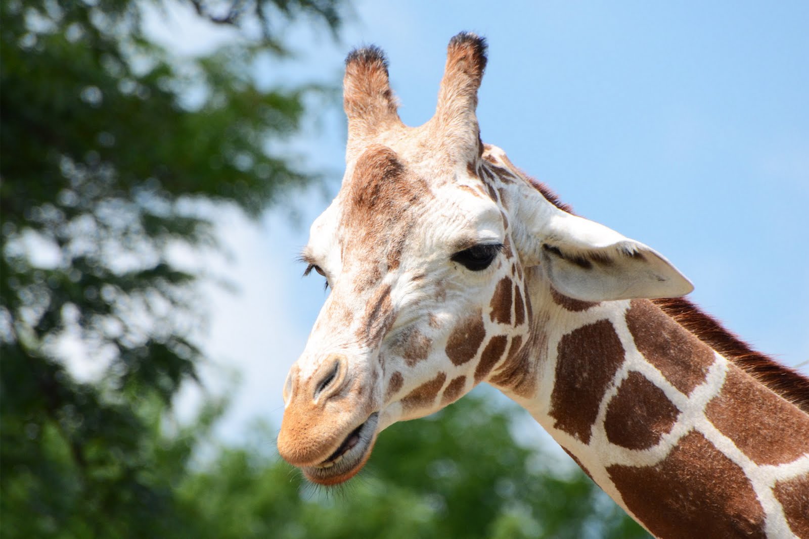 Snippets from Springdale: Zoo Zunday