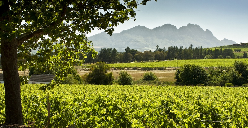 Pop Up Lunch returns to Hartenberg - WineTourismZA South Africa