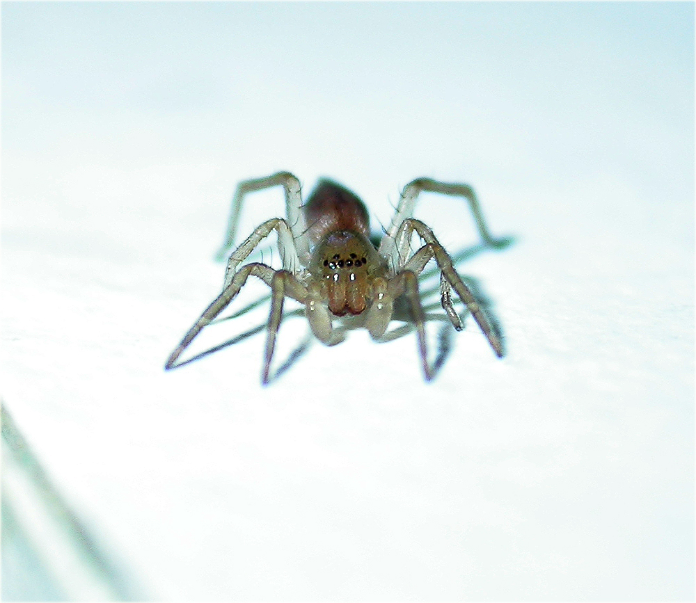 Arachnerds: Stone Spiders - Drassodes sp.