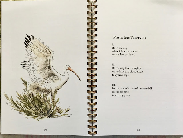 TeacherDance: Monday Reading - New Poetry - Blog Tour