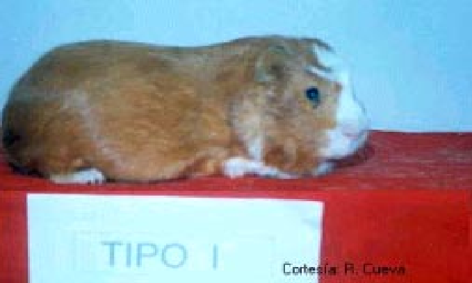 CRIAZA DE CUY: MANUAL DE CRIANZA DE CUYES