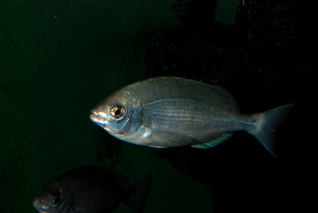 Artes de Pesca: VAMOS A PESCAR PAÑOSO PARTXIMIKI PANCHA O CHOPA