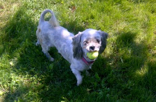 My Life in North Dakota: Pin Tzu (Miniature Pinscher Shih Tzu Cross)