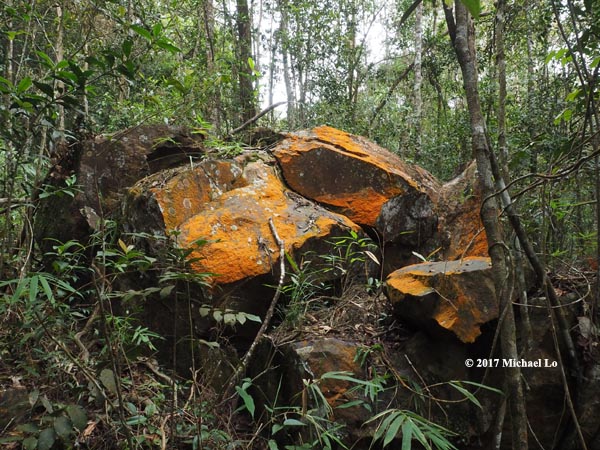 The rainforests of Borneo & Southeast Asia: Sandstone mountain of ...