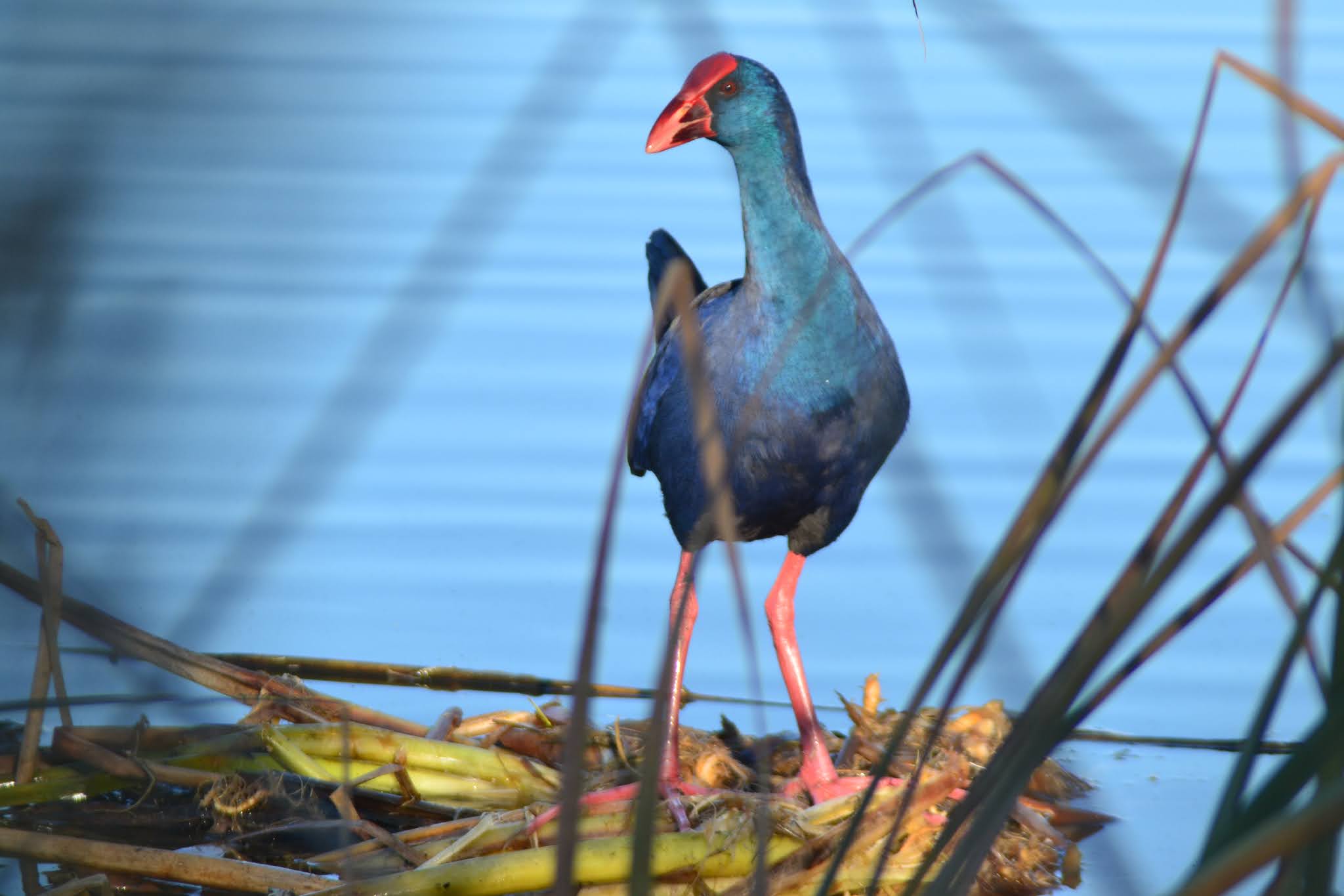 MochilAndo por el Mundo: Aves y otros animales: Lepidópteros, insectos ...