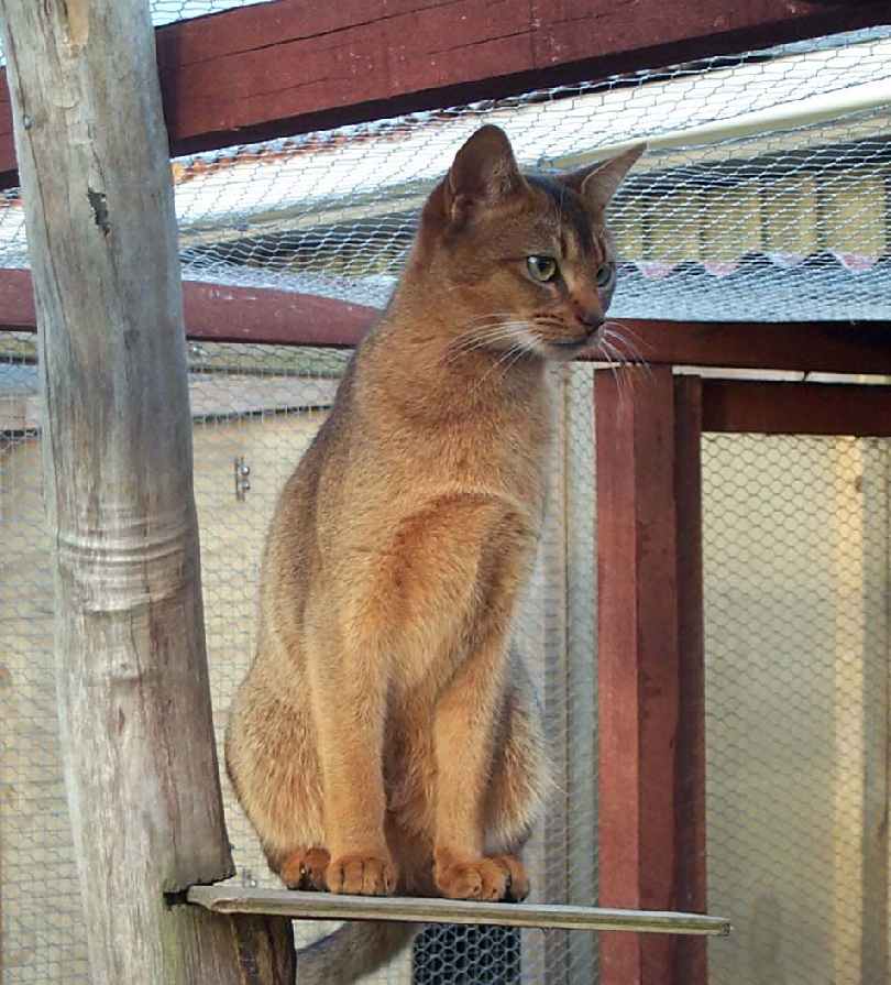 Encyclopedia of Cats Breed: Ruddy Abyssinian Cat | Tawny or Usual